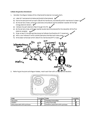 WS2. Molecules Worksheet - MOLECULES WORKSHEET Part I. Modelling Atoms ...