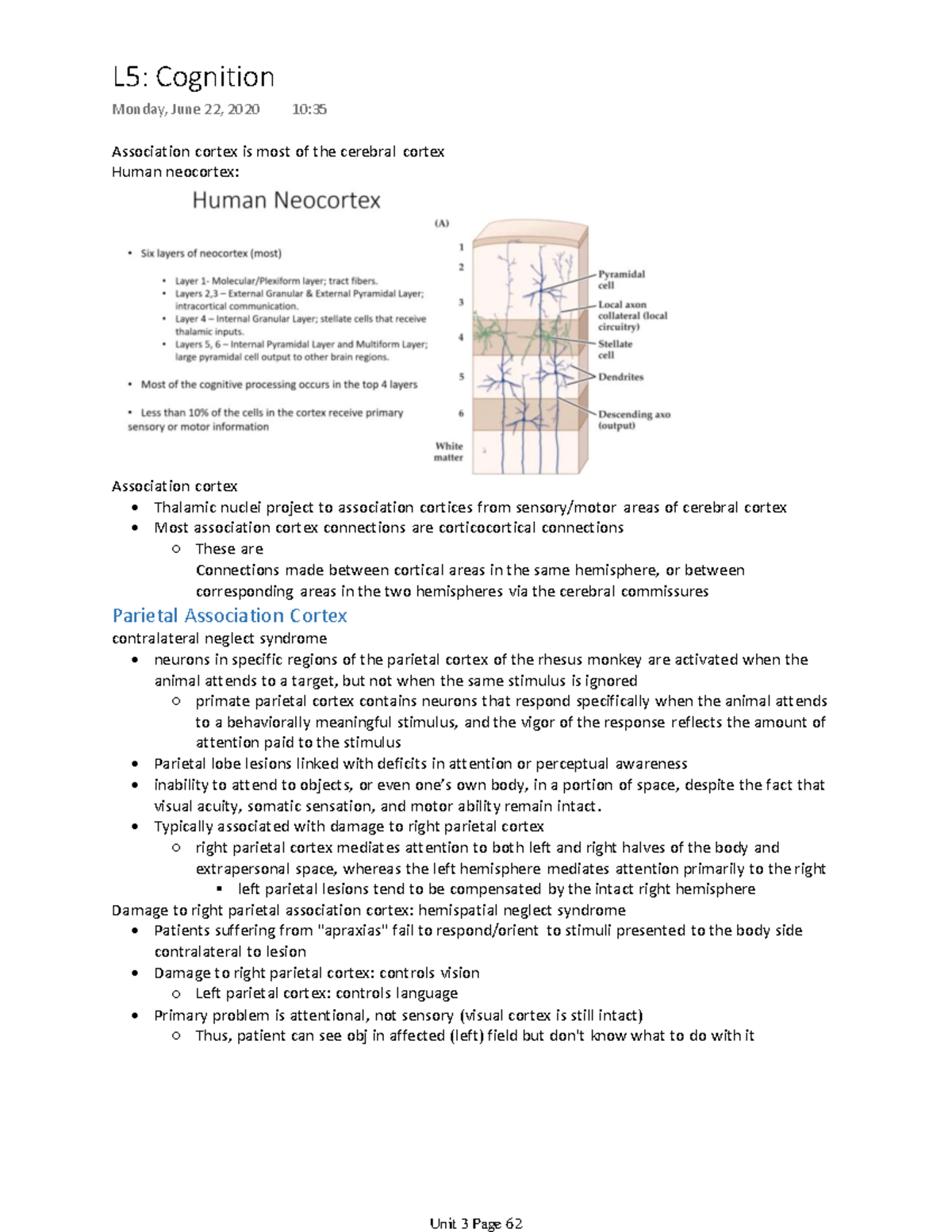 Unit 3 Lecture 5 Cognition - Association cortex is most of the cerebral ...
