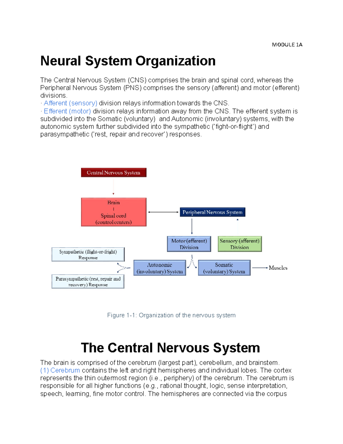 Ens304 module 1 notes - MODULE 1A Neural System Organization The ...