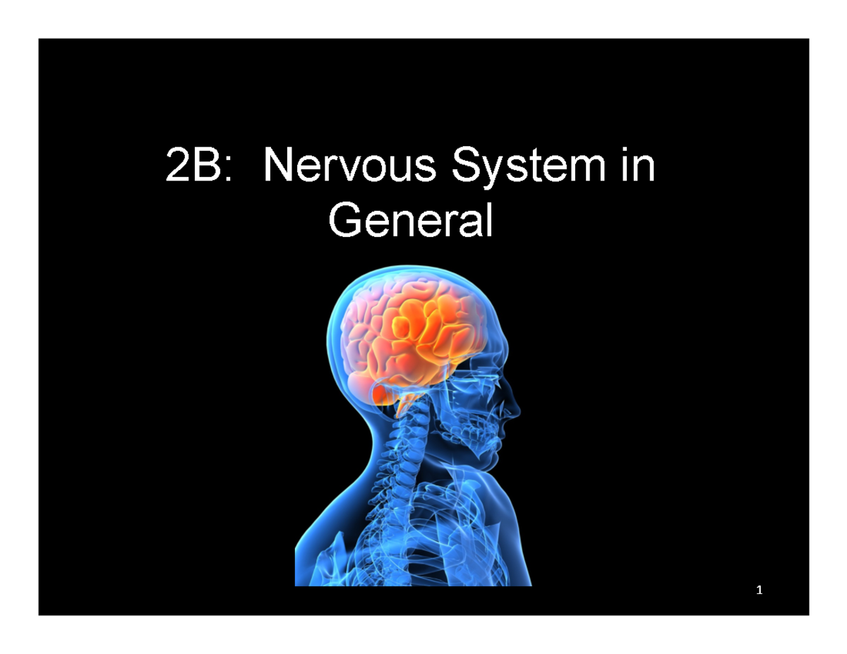2B- Nervous System 4ed Slides - 2B: Nervous System in General 1 I ...