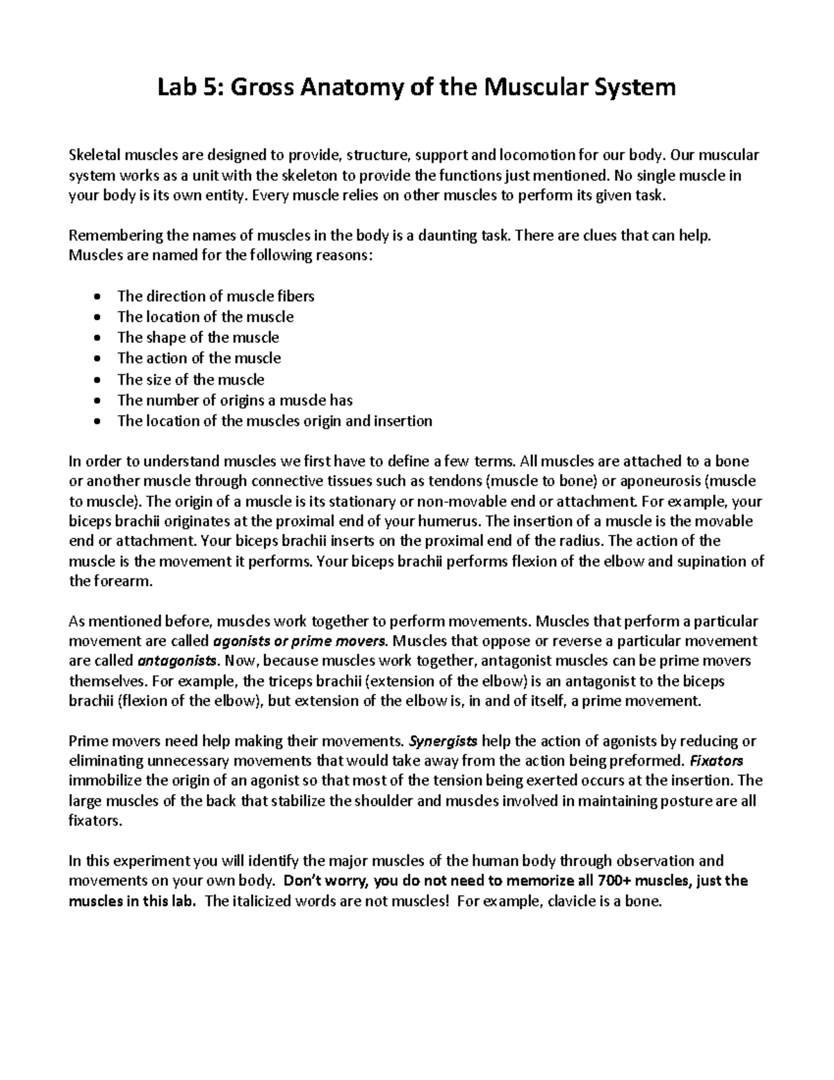 Muscles - DOCUMENT - Lab 5: Gross Anatomy of the Muscular System ...