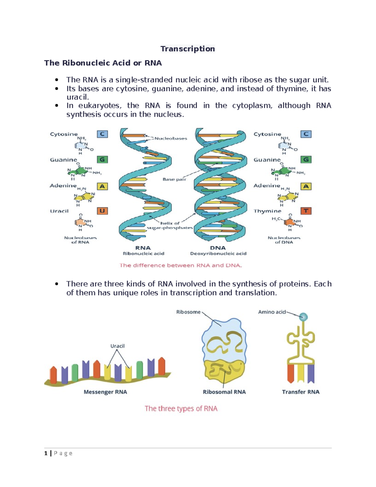 Transcription - Transcription The Ribonucleic Acid or RNA The RNA is a ...