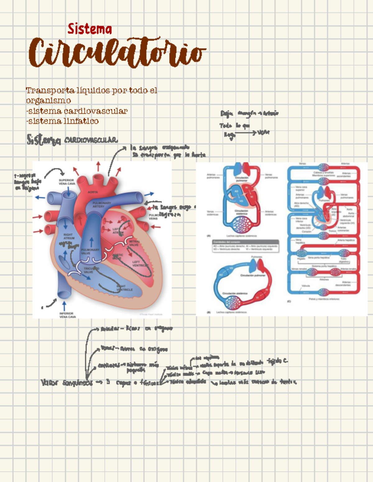 Anatomía 7 - apunte sistema cardiovascular - Sistema Circulatorio Transporta líquidos por todo ...