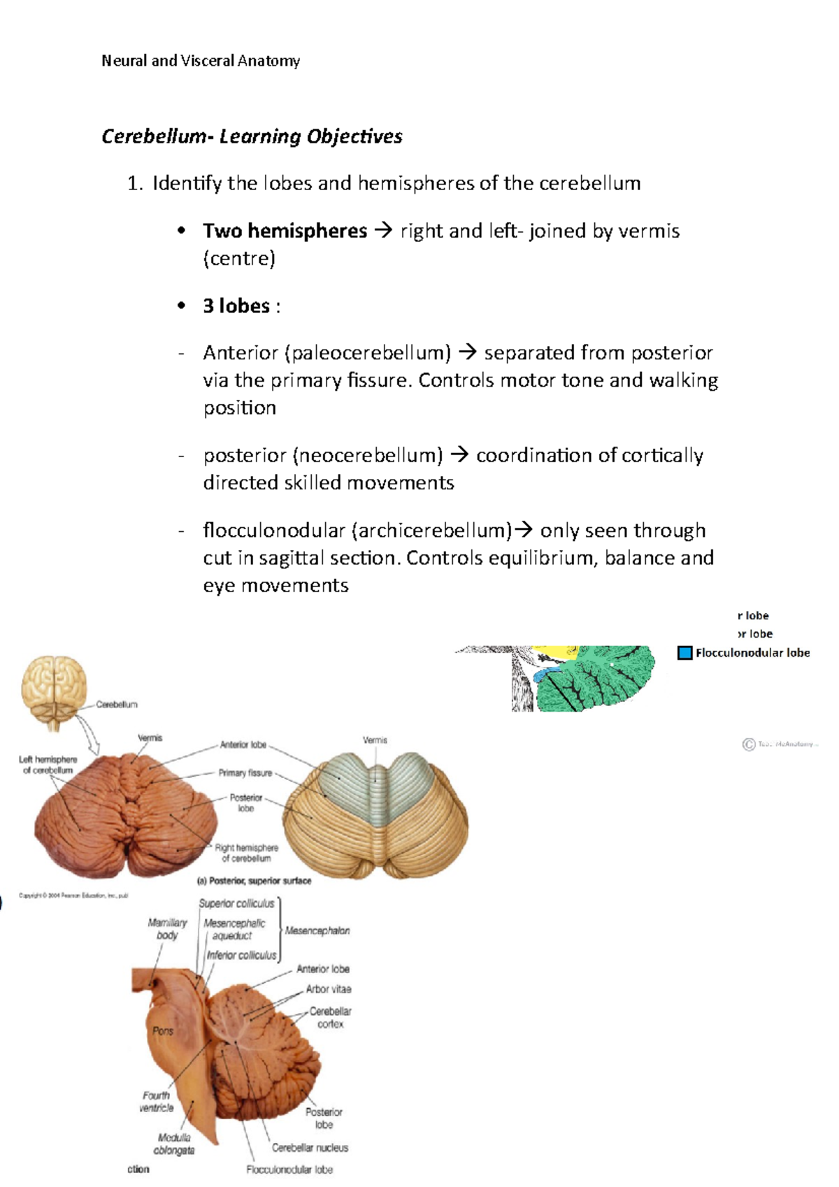 Cerebellum Notes - Cerebellum- Learning Objectives 1. Identify the ...