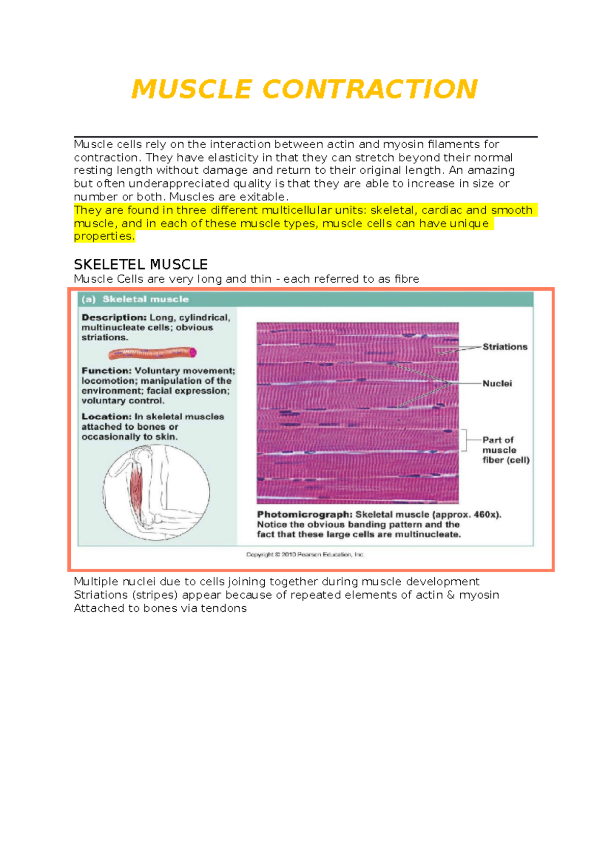 Muscle Contraction - Lecture notes 6 - MUSCLE CONTRACTION Muscle cells ...