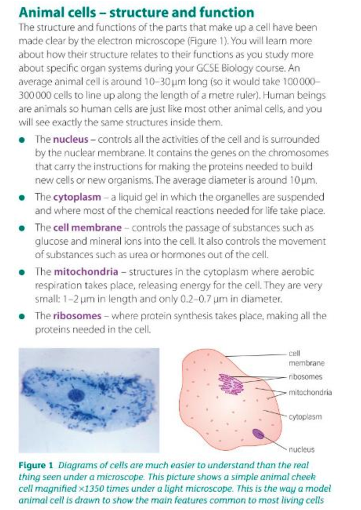 GCSE aqa biology cell notes - Studocu
