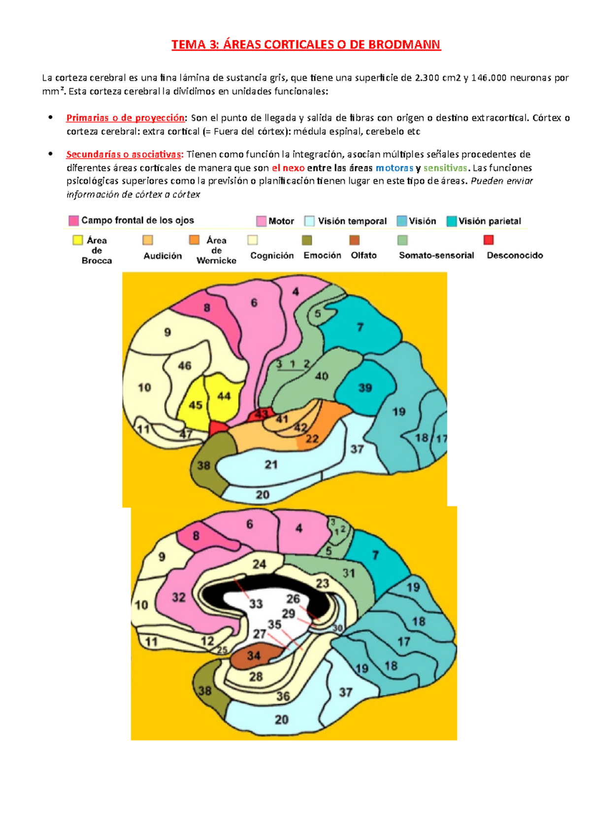 T3- Áreas corticales o de Brodmann - TEMA 3: ÁREAS CORTICALES O DE ...