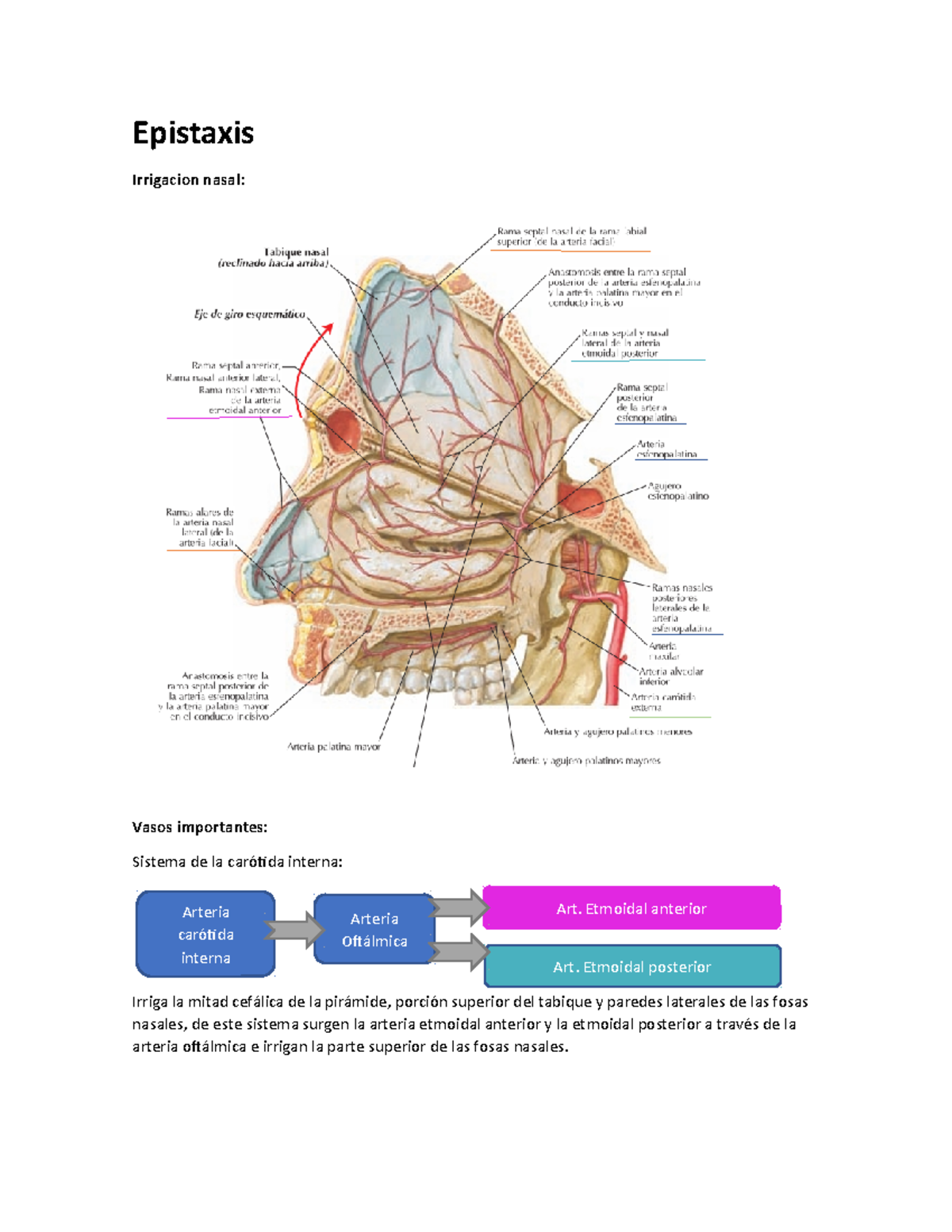 Epistaxis - Etmoidal anterior Art. Etmoidal posterior Irriga la mitad de la superior del tabique ...