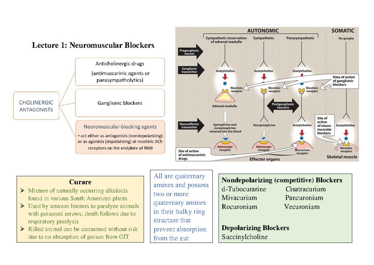 MSK Pharmacology - Lecture 1: Neuromuscular Blockers Nondepolarizing ...