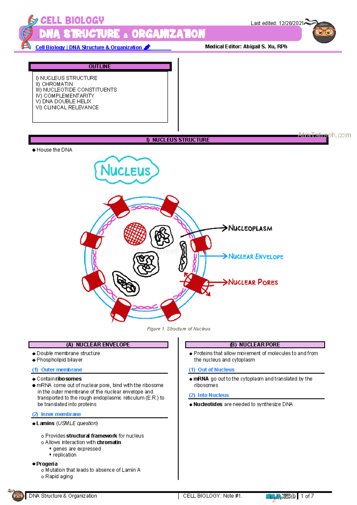DNA Structure & Organization (2) atf - DNA Structure & Organization ...
