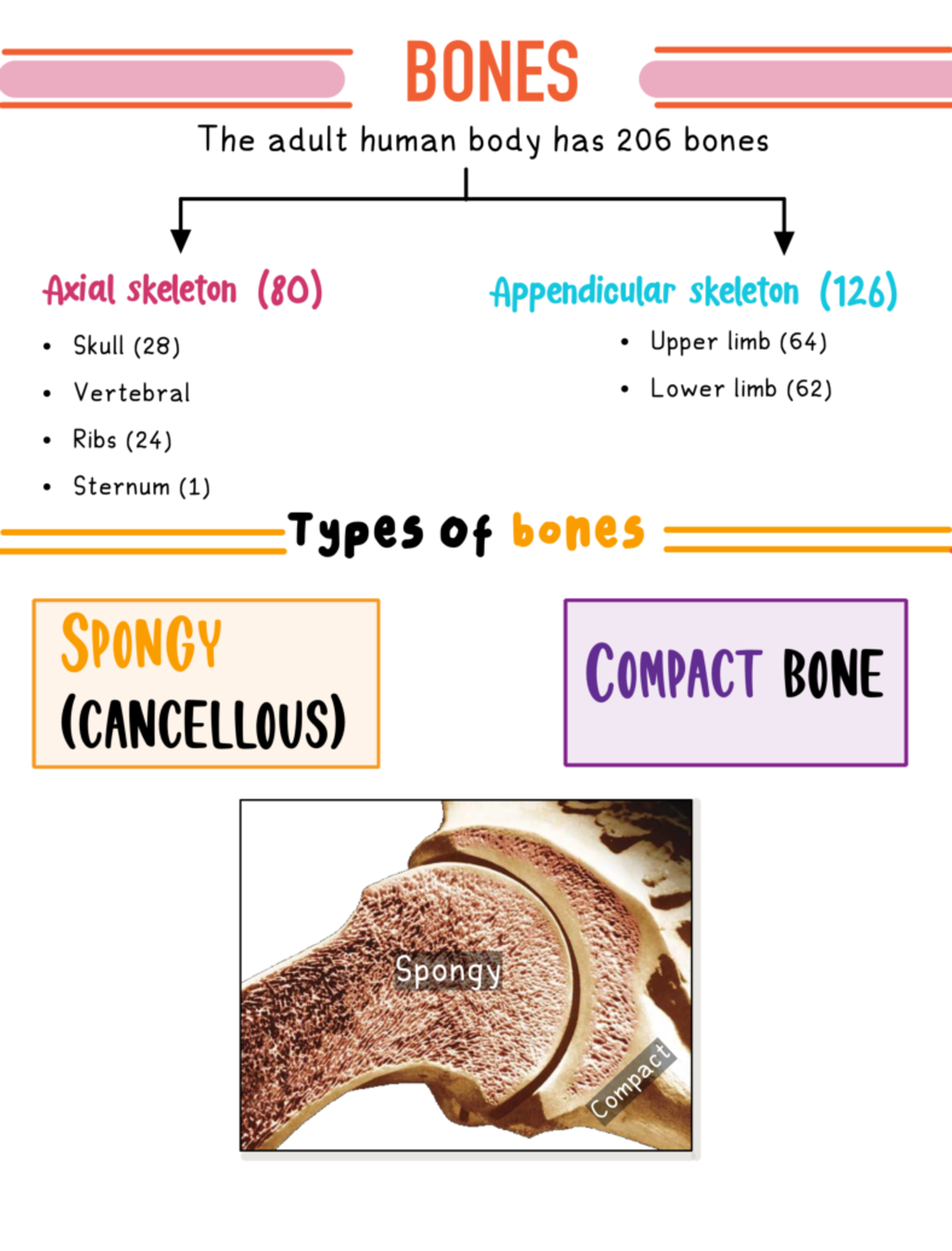 Bones of the upper limb white paper a - Anatomy - BONES The adult human ...