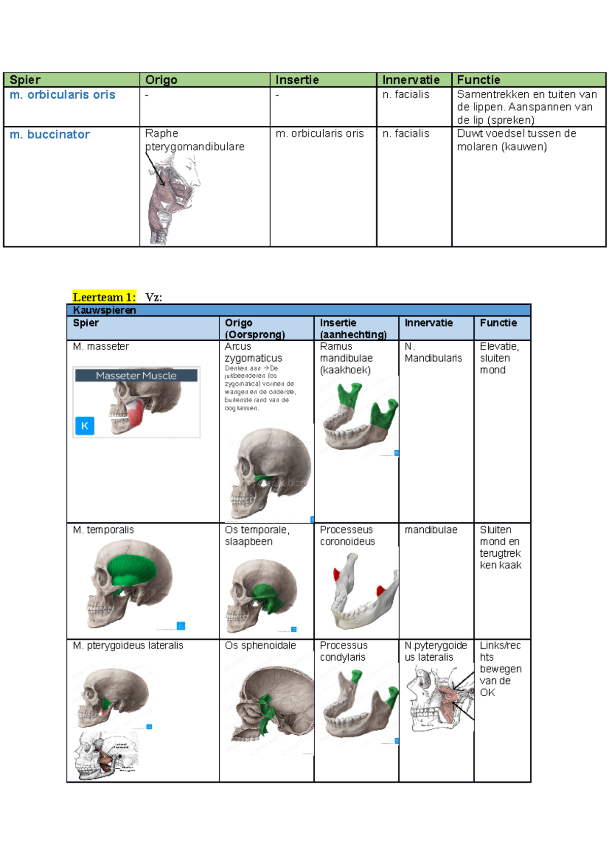 Anatomie origio insertie - Spier m. orbicularis oris Origo Insertie ...