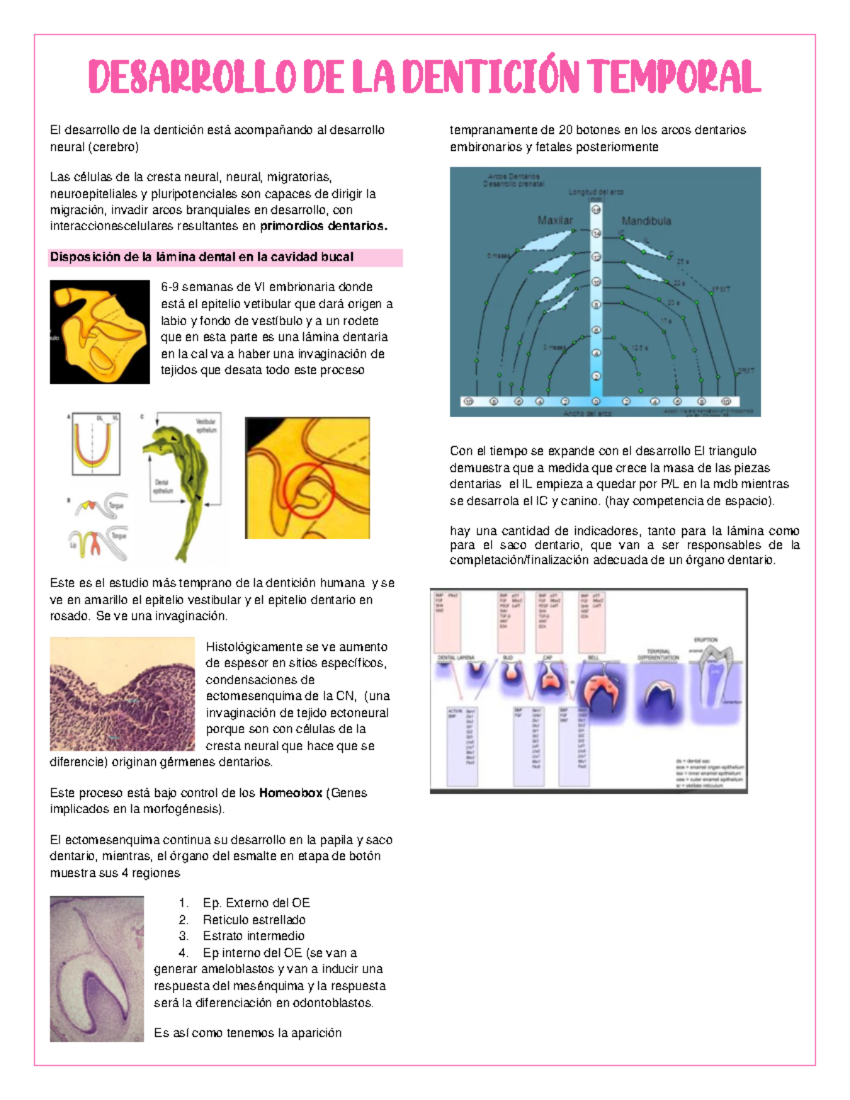 1. Desarrollo de la dentición temporal año 2021 - Desarrollo de la ...