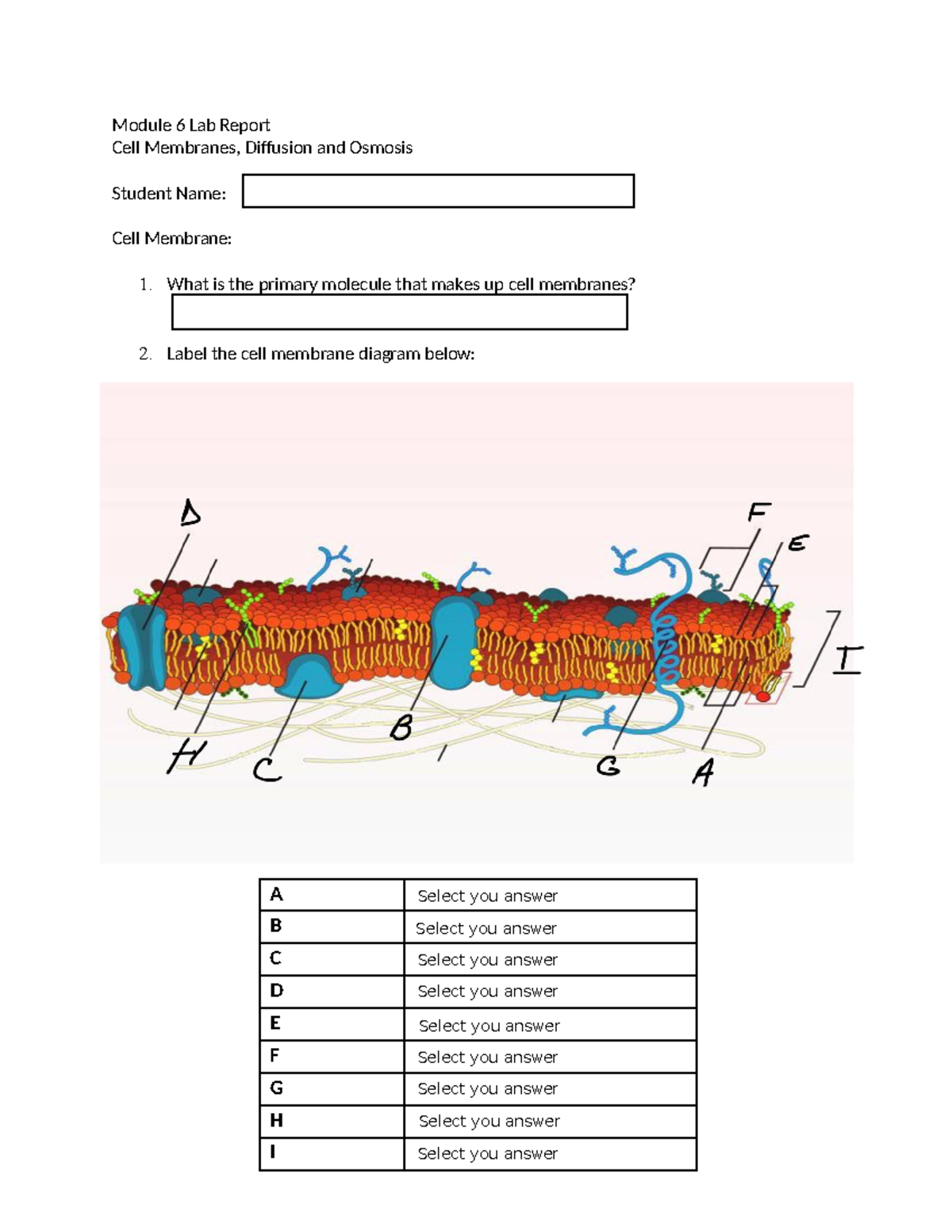 Module 5 Lab Report 2 - Module 6 Lab Report Cell Membranes, Diffusion ...