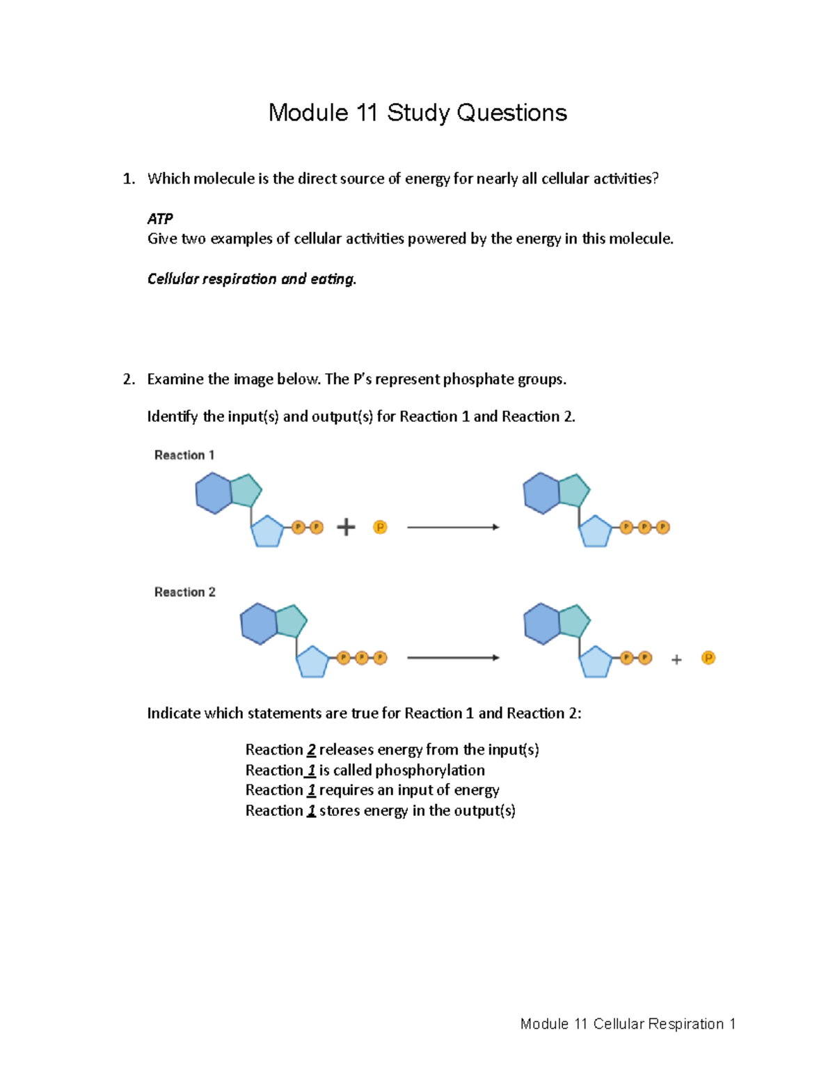 Module 11 Study Questions - Module 11 Study Questions Which molecule is ...