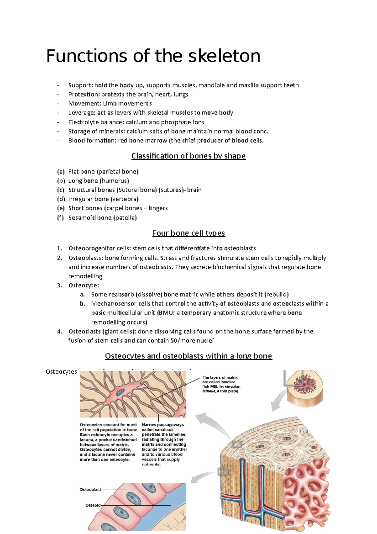 Bones - Lecture notes 3 - Functions of the skeleton Support: hold the ...