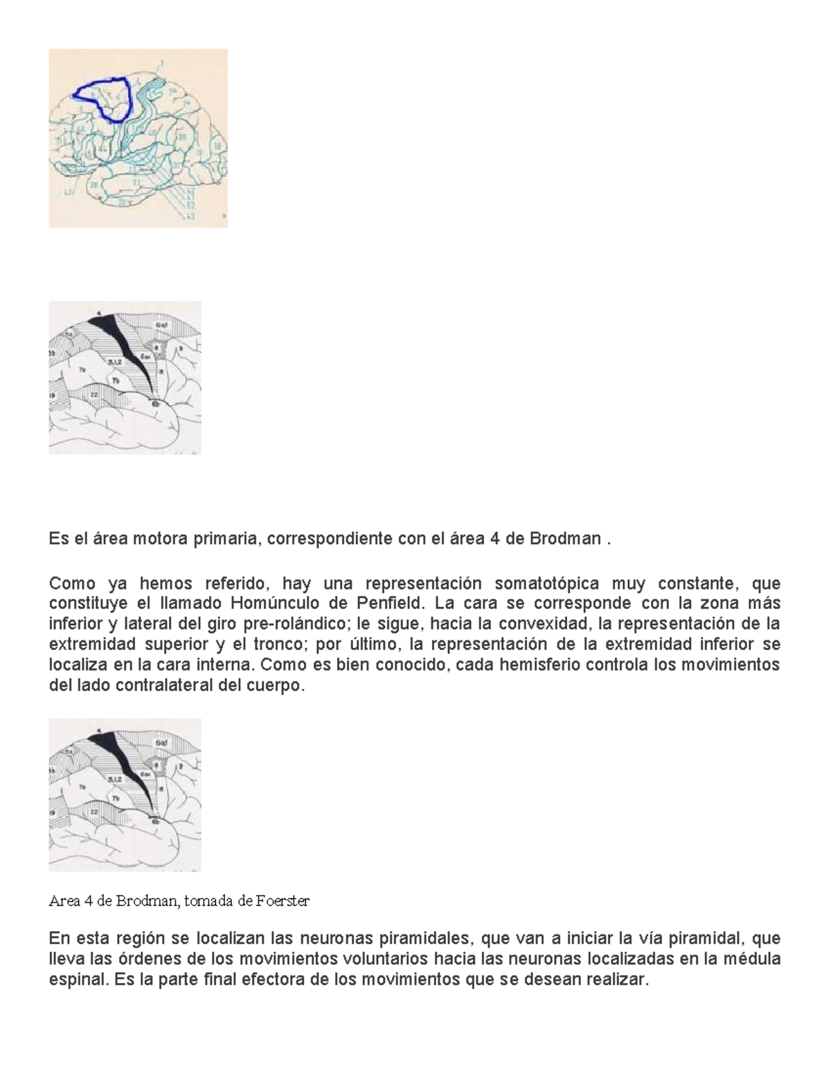 Es el área motora primaria - Como ya hemos referido, hay una ...