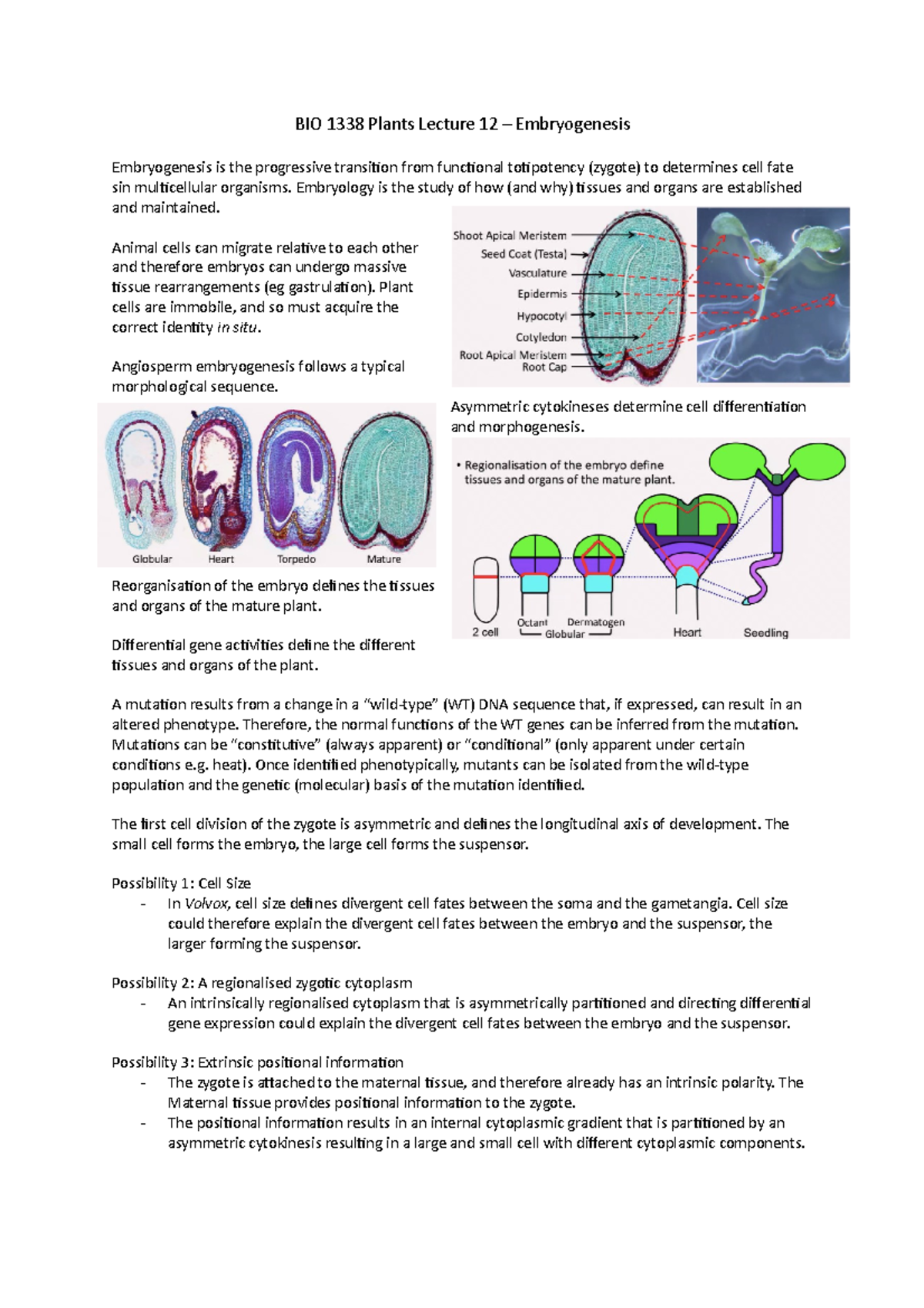 BIO 1338 Lecture 12 - Embryogenesis - BIO 1338 Plants Lecture 12 ...