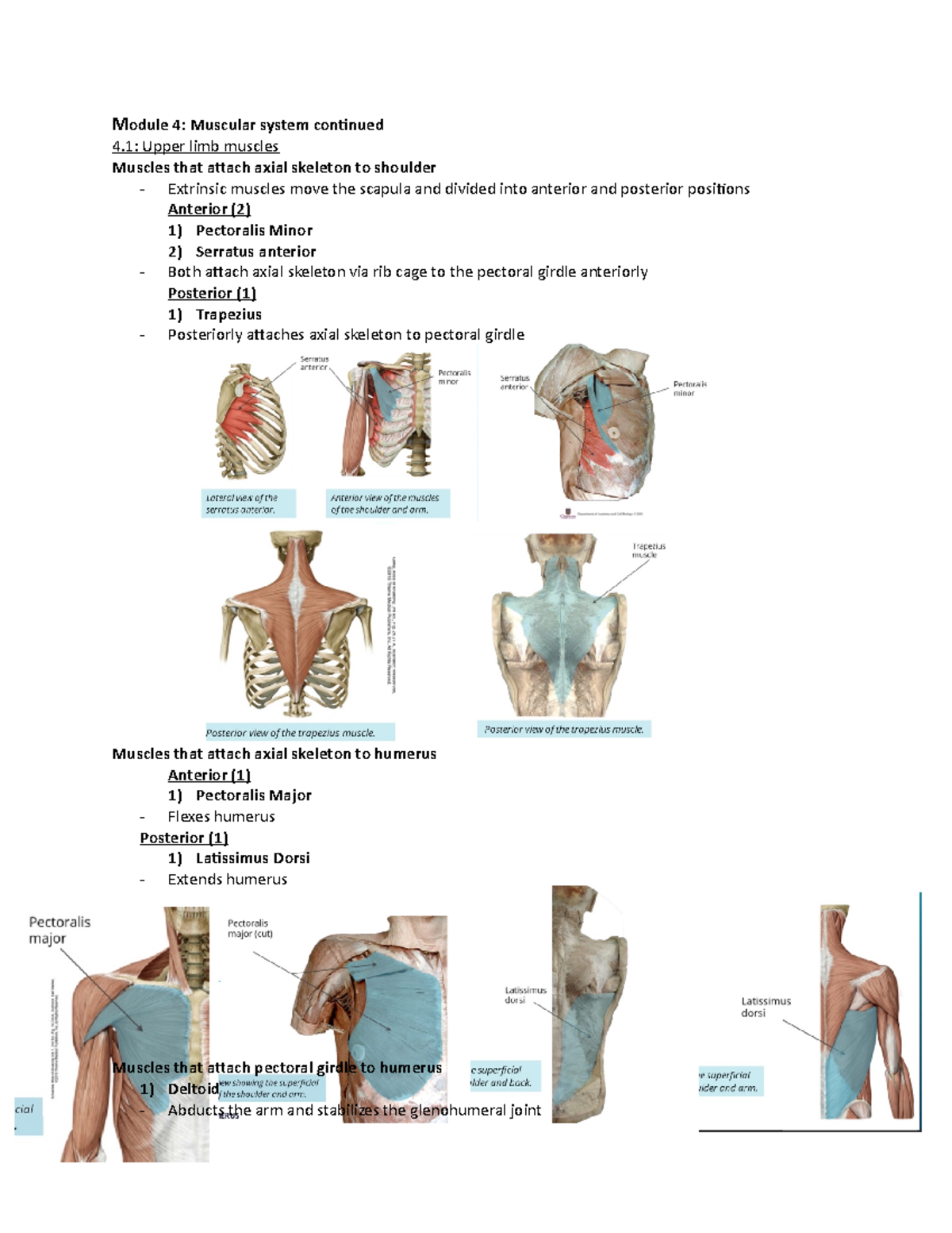 Anat100 Module 4 section 4 docx - Module 4: Muscular system continued 4 ...