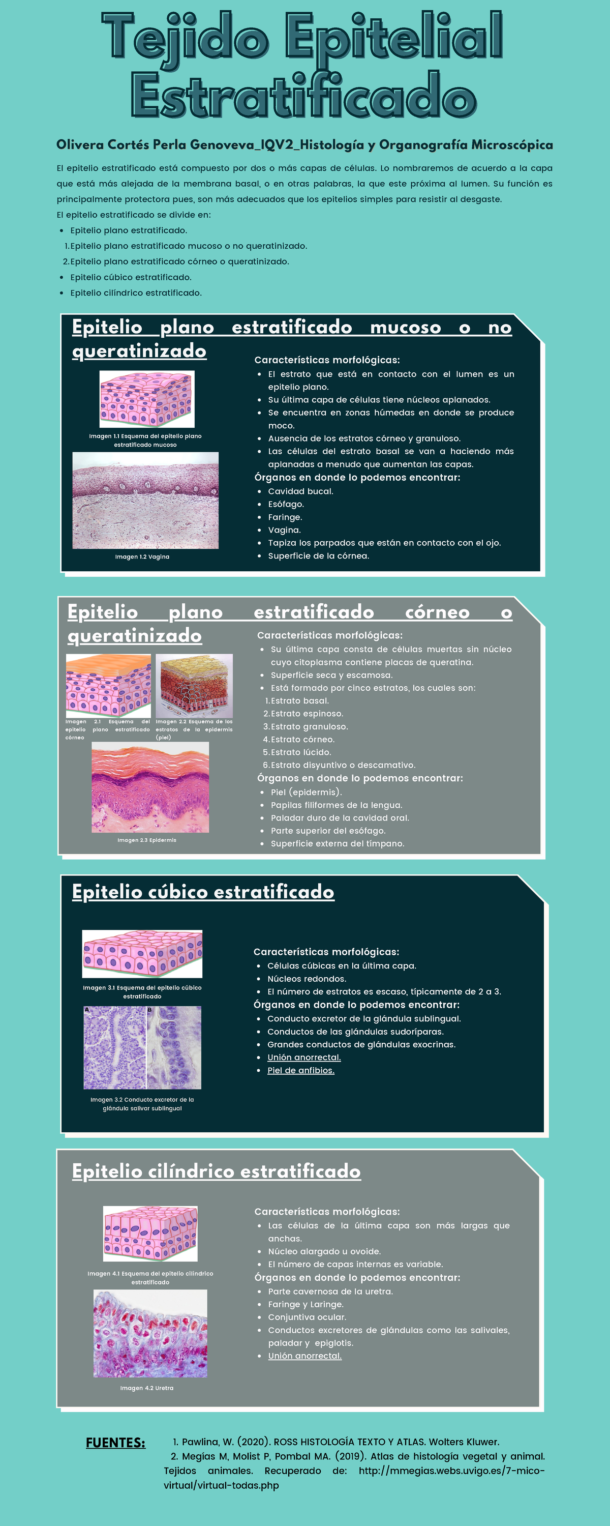 Infografía del Tejido Epitelial_Histología - Tejido EpitelialTejido ...