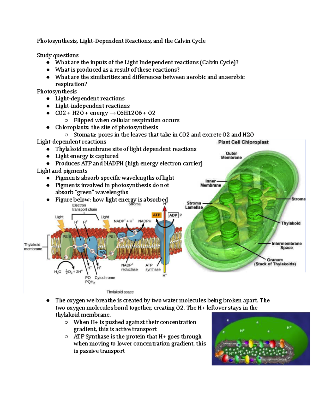 Photosynthesis, light-dependent reactions, and the calvin cycle - BIOL ...