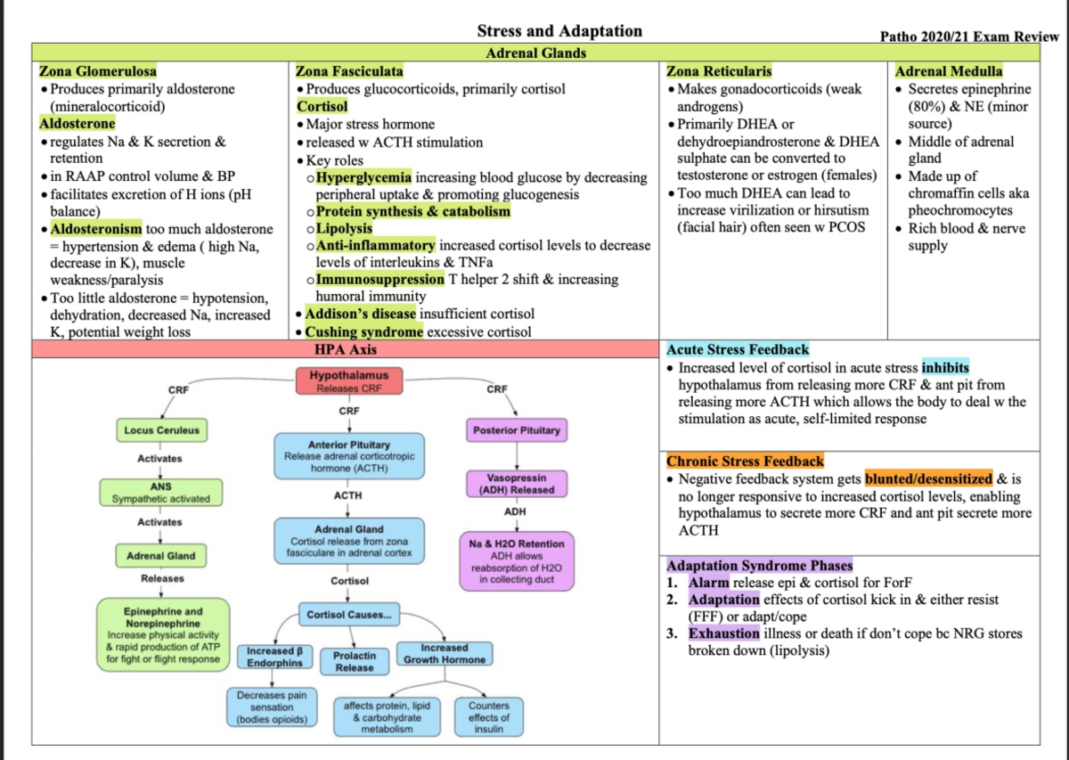 Patho broken down, not all info but core - 155906062 - Studocu