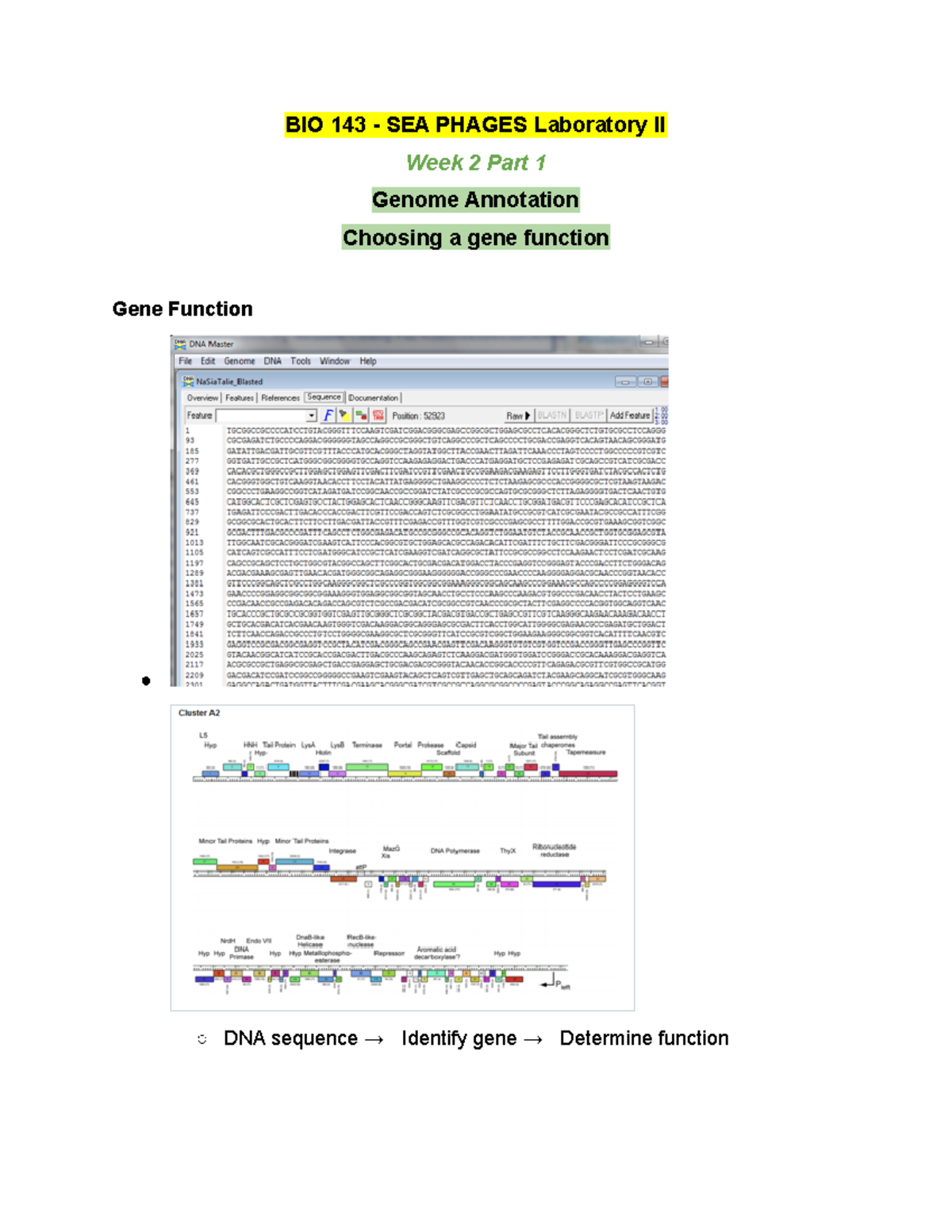 BIO 143 Week 2 Part 1 - Winter 2019 - BIO 143 - SEA PHAGES Laboratory ...