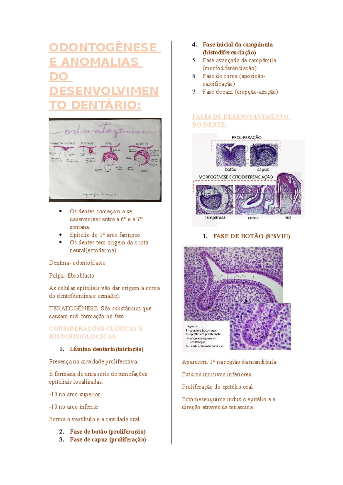 Odontogênese E Anomalias DO Desenvolvimento Dentário resumo - ODONTOGÊNESE E ANOMALIAS DO - Studocu