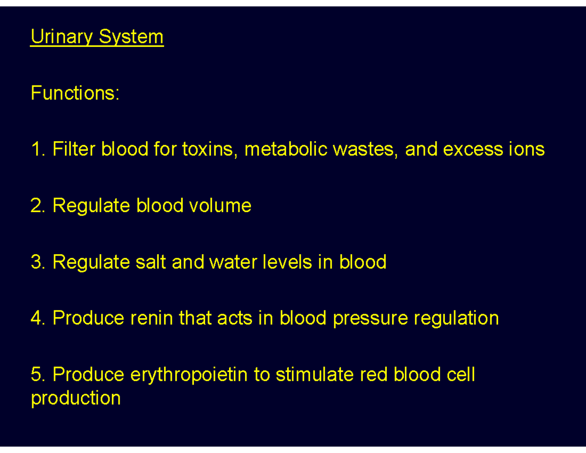 Urinary System Notes - Urinary System Functions: Filter blood for ...