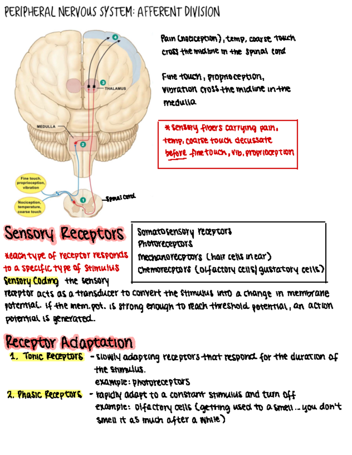 Afferent Sensory Division PNS Eyes and Ear - Pain ( nociception ...