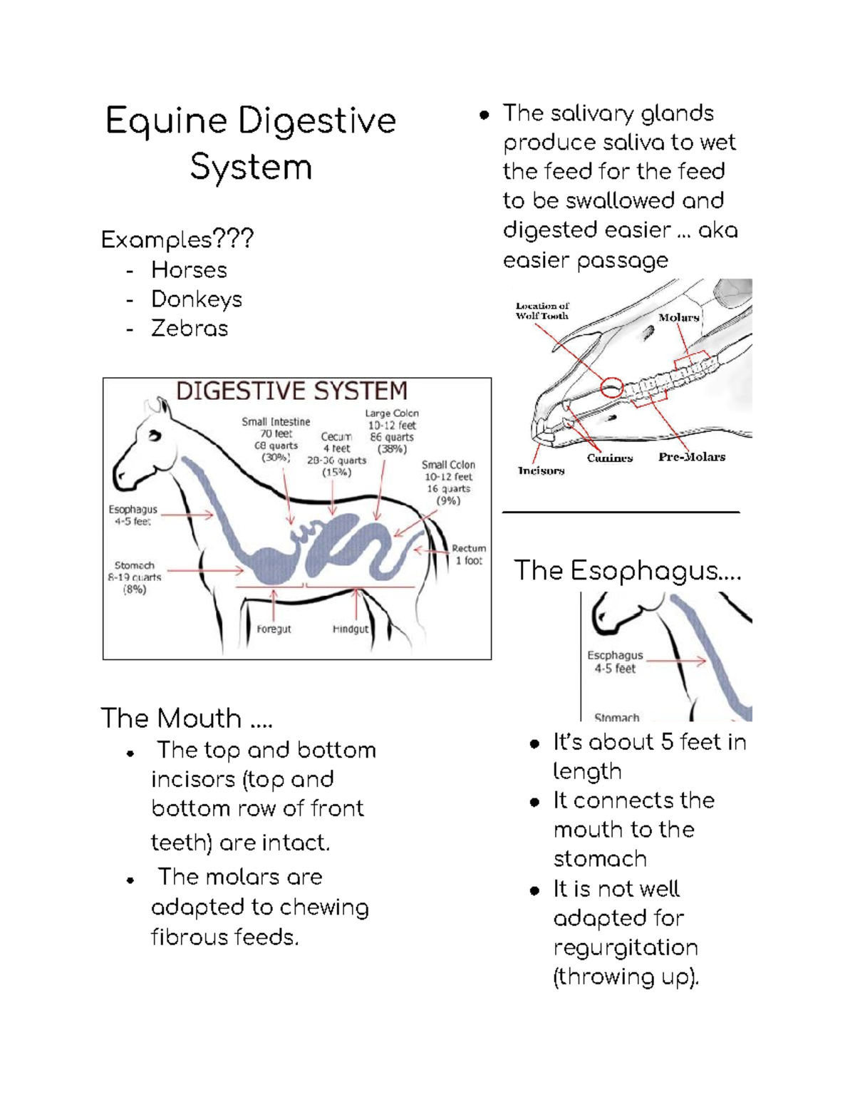 Equine digestive system - Equine Digestive System Examples ??? Horses ...
