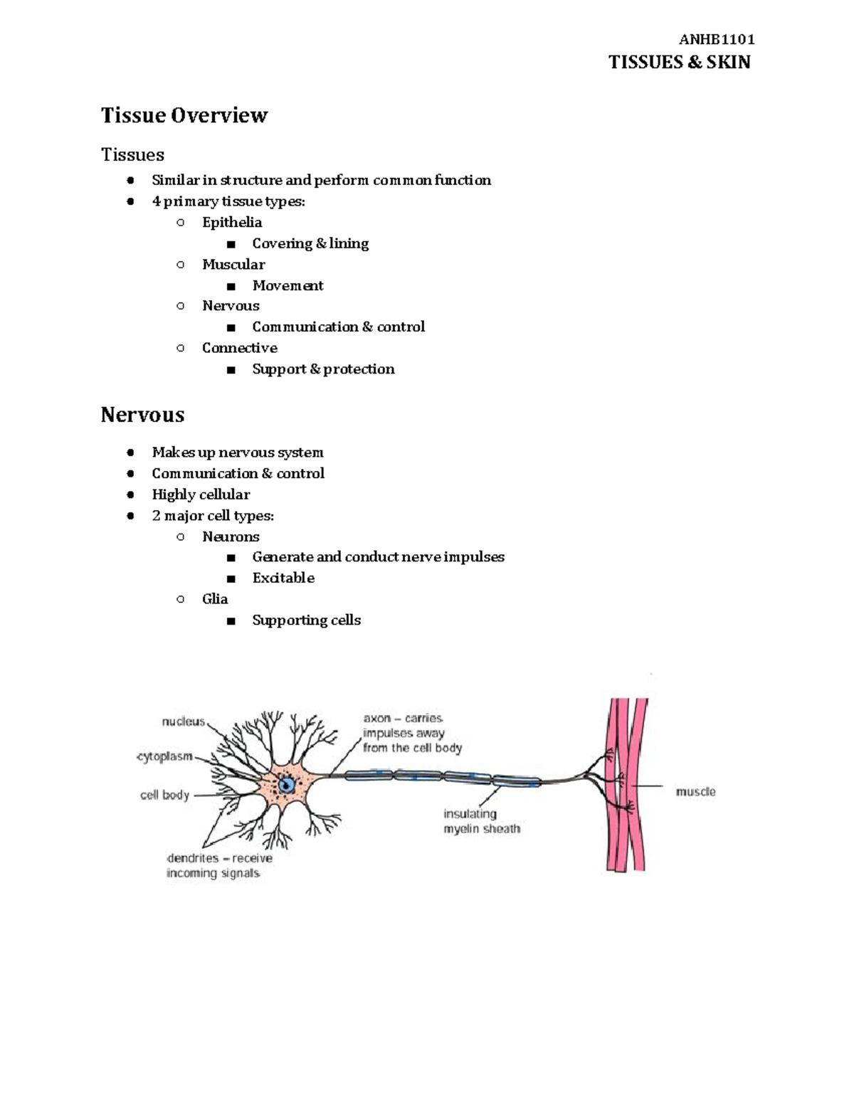Summary - Lecture 23-26, Complete - A Detailed Summary Of The Tissue ...