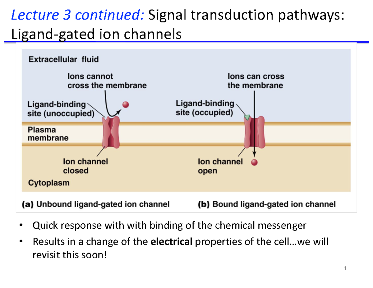 BIO2A03Winter 2023 Lecture 4 Nervous System Part1 - Lecture 3 continued ...