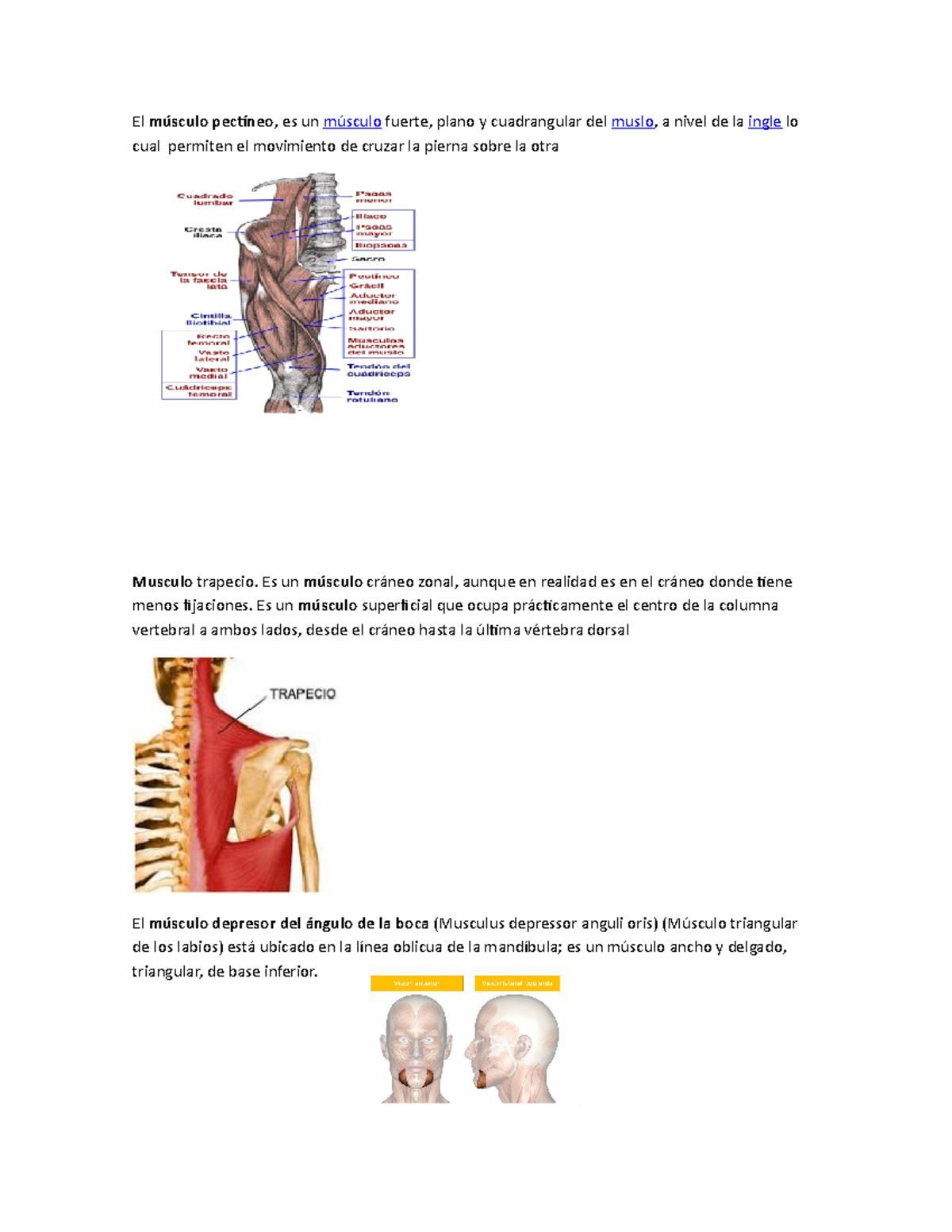 El músculo pectíneo - el musculo pectineo - El músculo pectíneo, es un ...