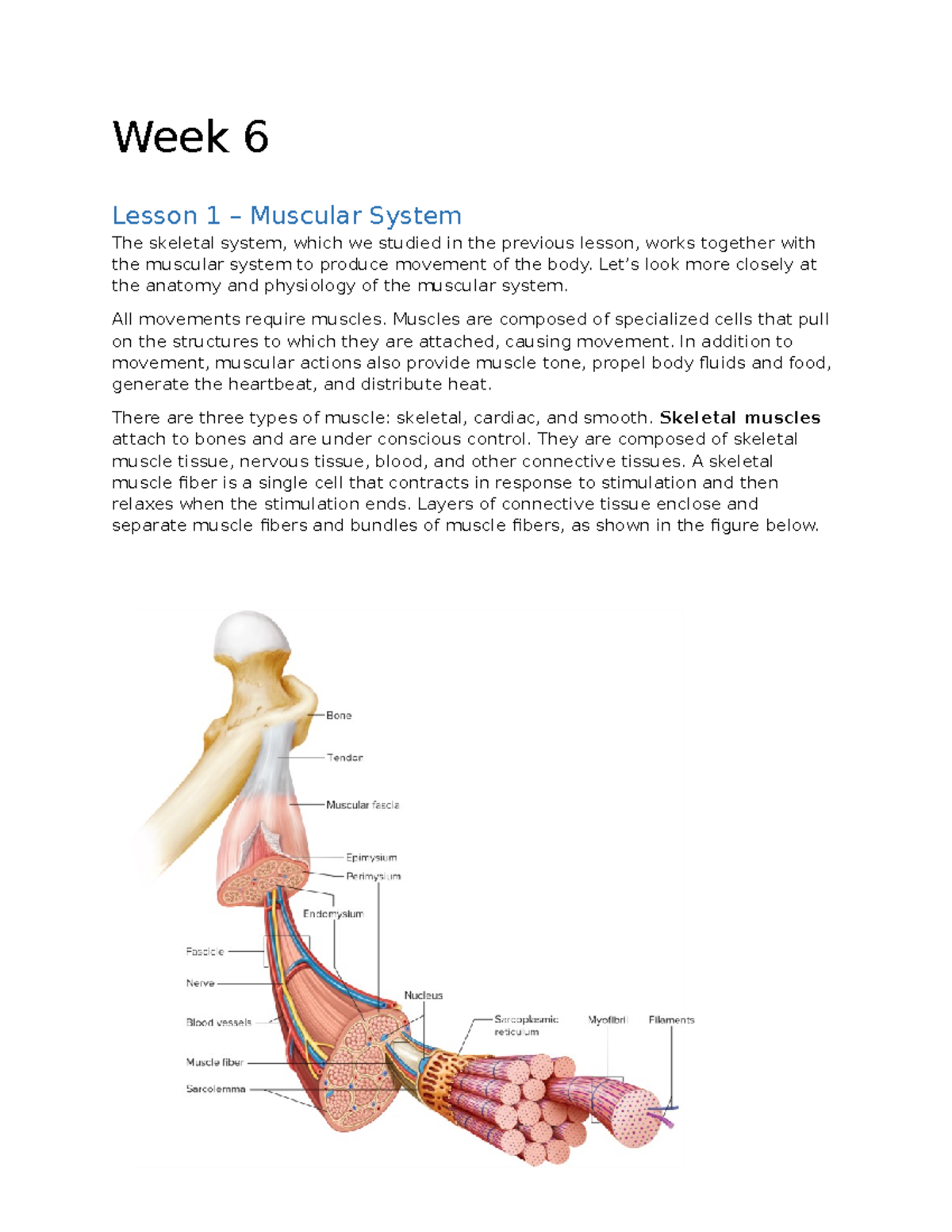 Week 6 - Dr. Ghazala Nathu - Week 6 Lesson 1 – Muscular System The ...