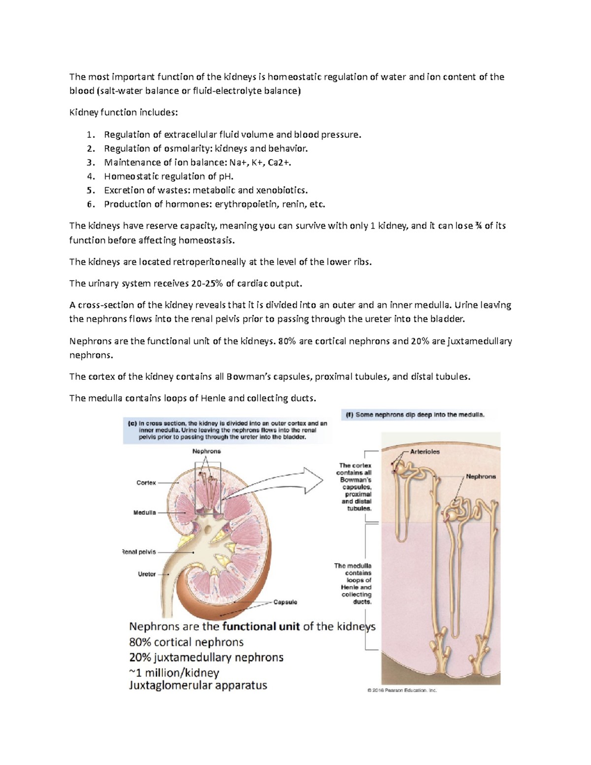 Kidneys Bmsc 208 - The most important function of the kidneys is ...