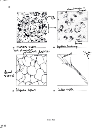 Adobe Scan Feb 25, 2023 - Lab 1 Classification of Tissues - Tissue ...