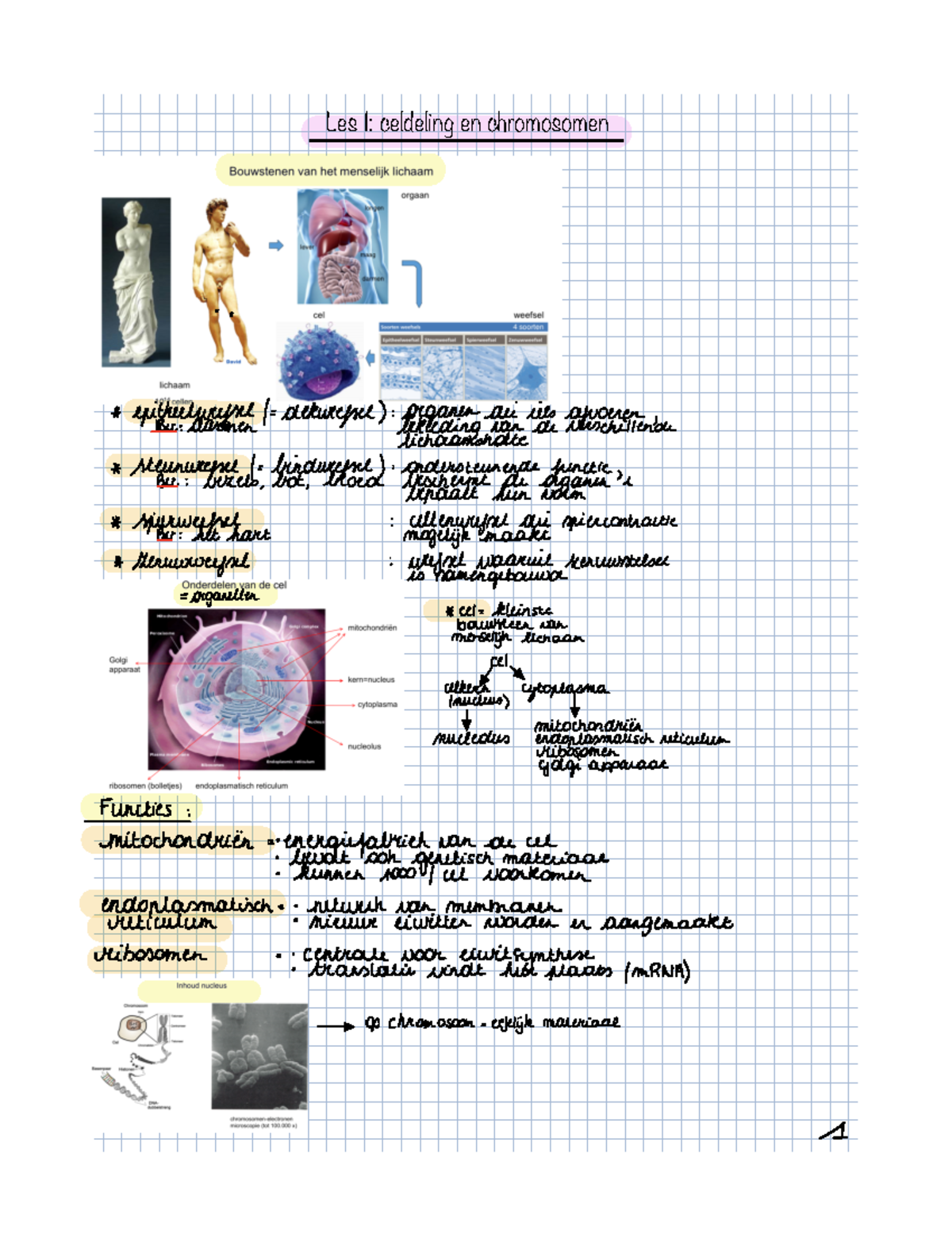 Les1 celdeling en chromosomen - i epitheelweefsel f dekweefsel organen ...