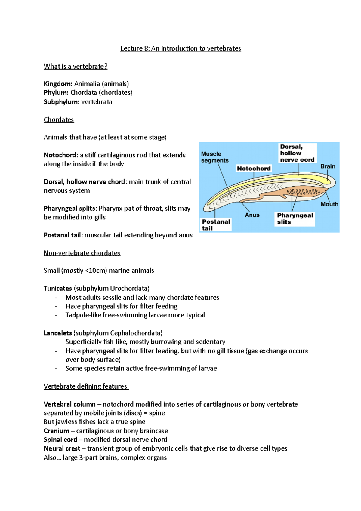 Lecture 8 Introduction to Vertebrates - Lecture 8: An introduction to ...