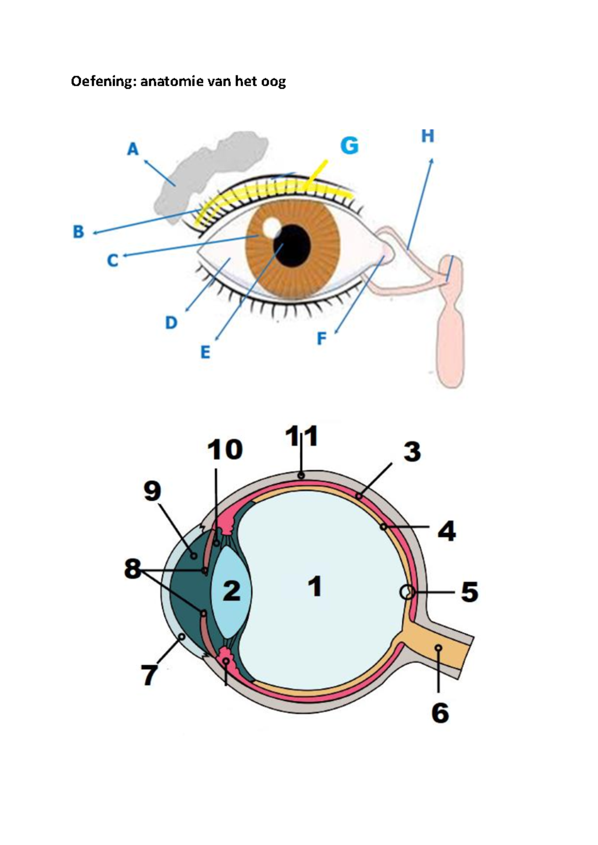 Oefening anatomie van het oog - Natuurwetenschappen - Studocu