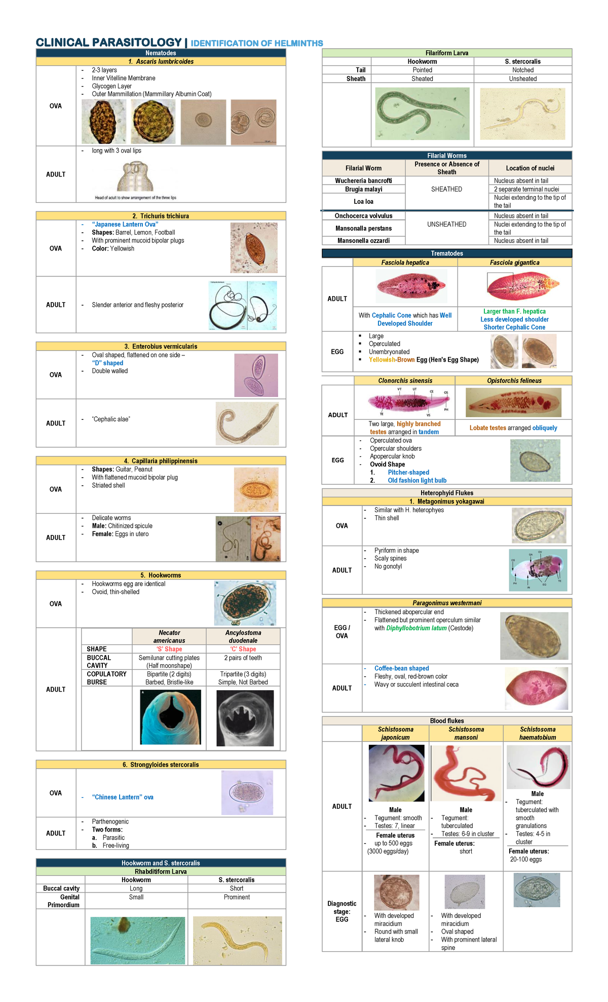 Identification of Helminths - CLINICAL PARASITOLOGY | IDENTIFICATION OF ...