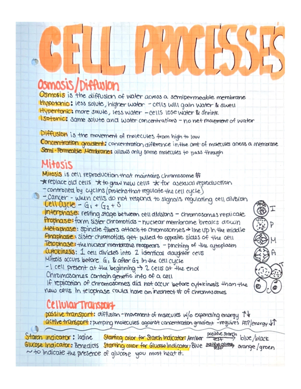 Cell Processes - Home notes - PROCESSES Osmosis is the diffusion of ...