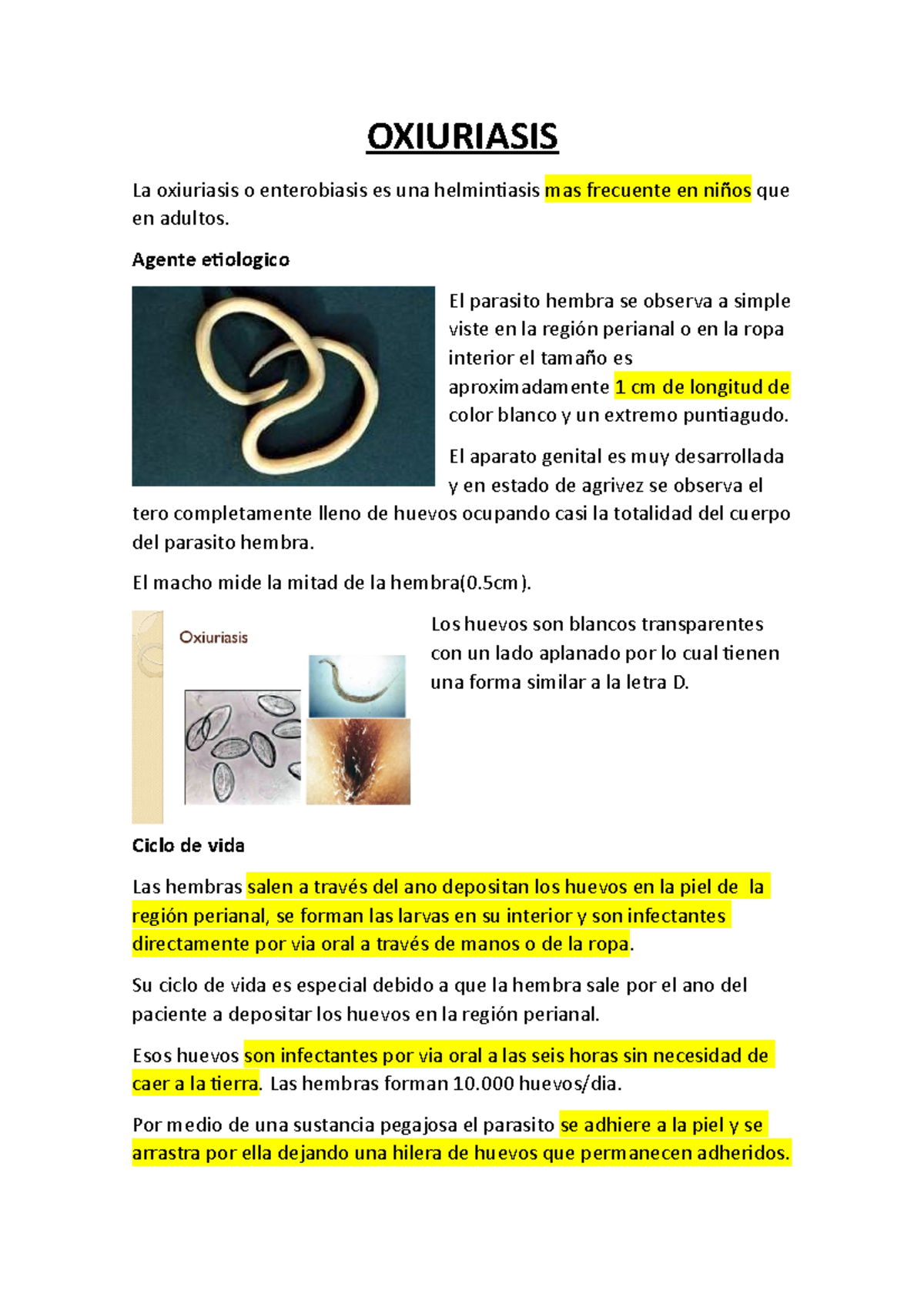 Oxiuriasis - es apuntes de paraasitos oxiurios que es mas frecuentes en ...