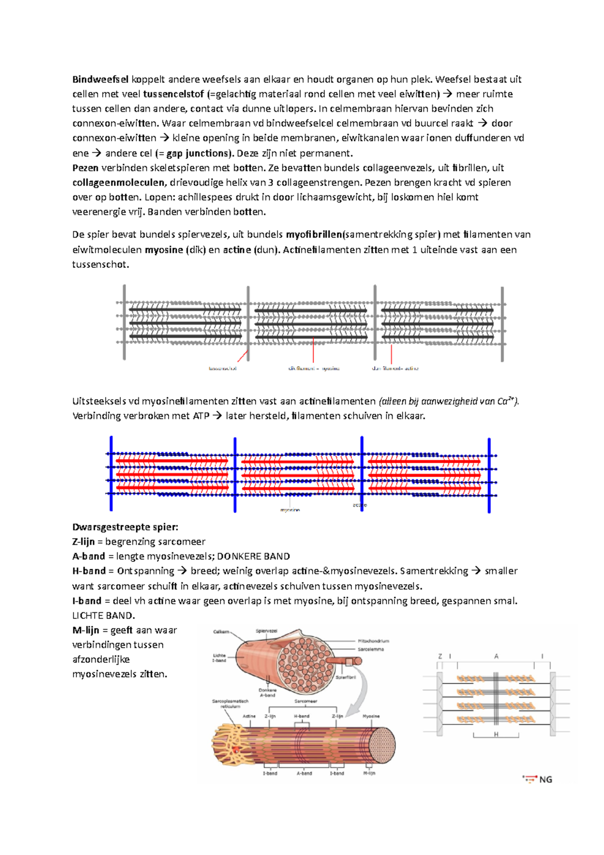 Samenvatting biologie H19 Spieren - Bindweefsel koppelt andere weefsels ...
