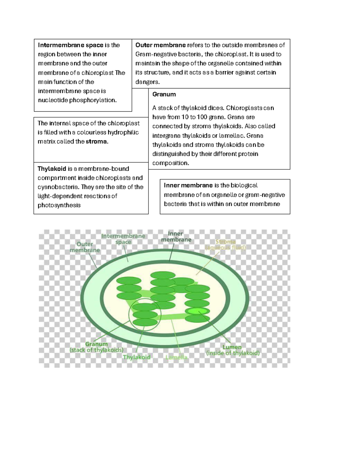 The chamber of knowledge - Outer membrane refers to the outside ...
