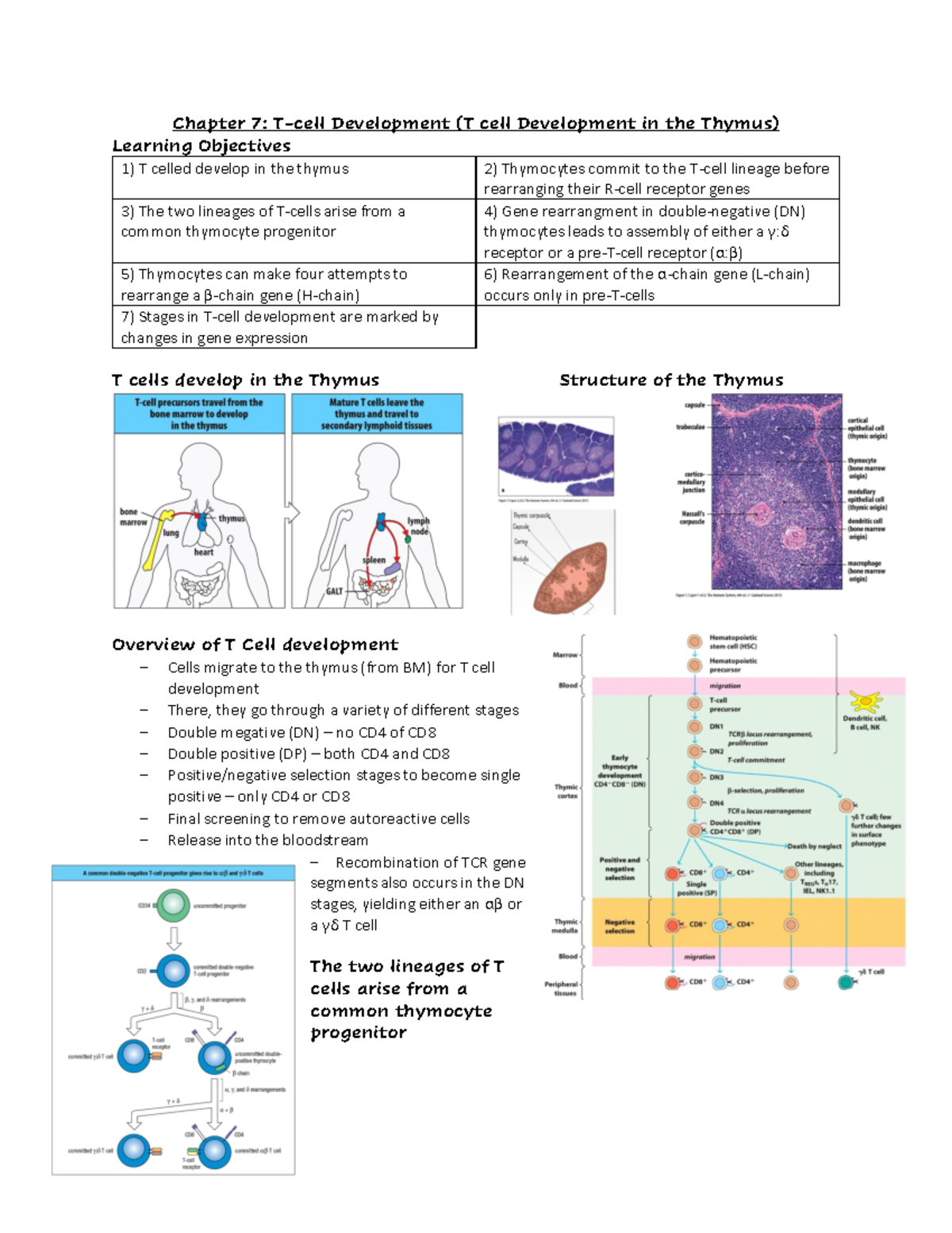 Chapter 7 - Notes - Chapter 7: T-cell Development (T cell Development ...