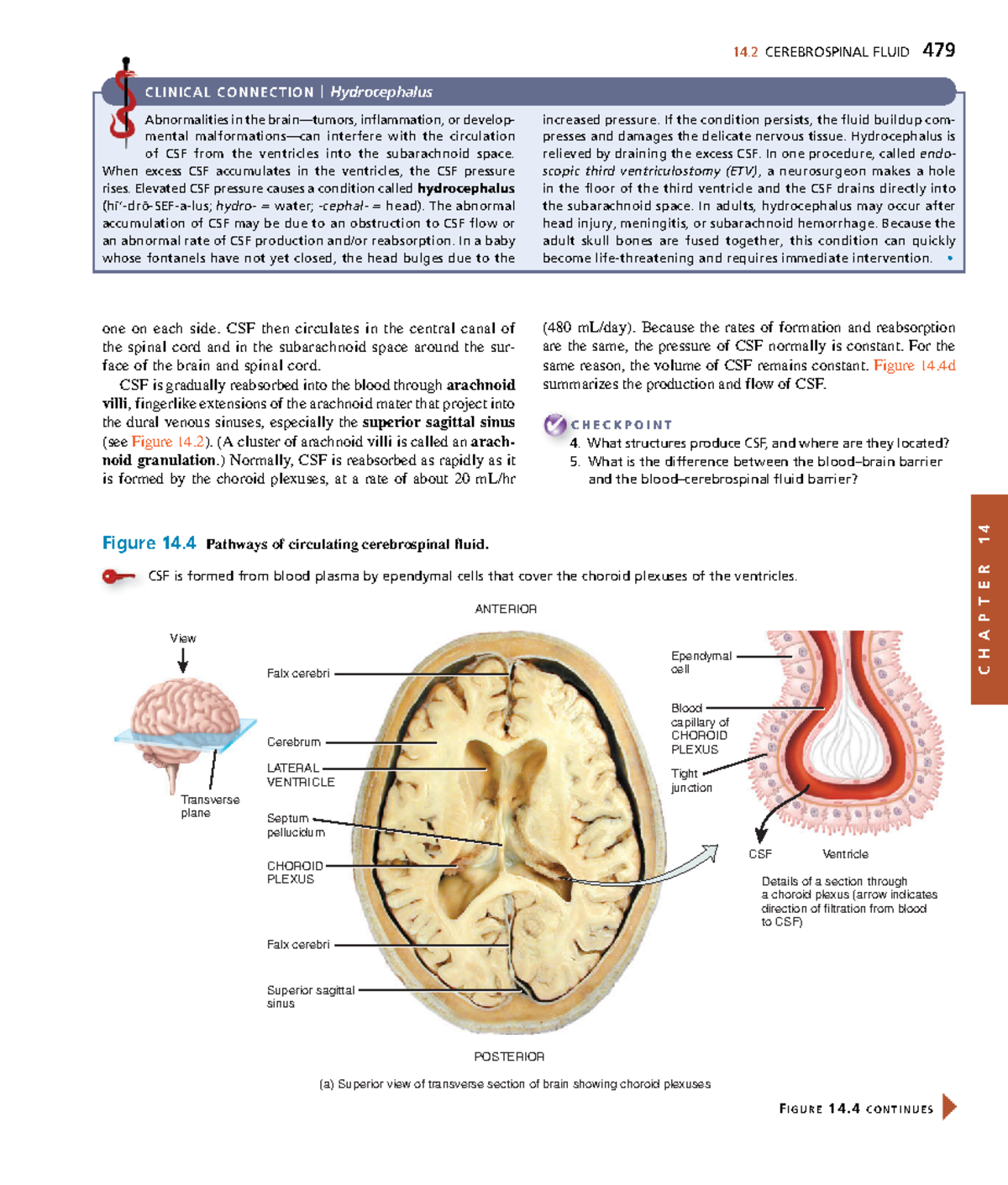 Anatomyand Physiology-171 - C H A P T E R 1 4 14 CEREBROSPINAL FLUID ...