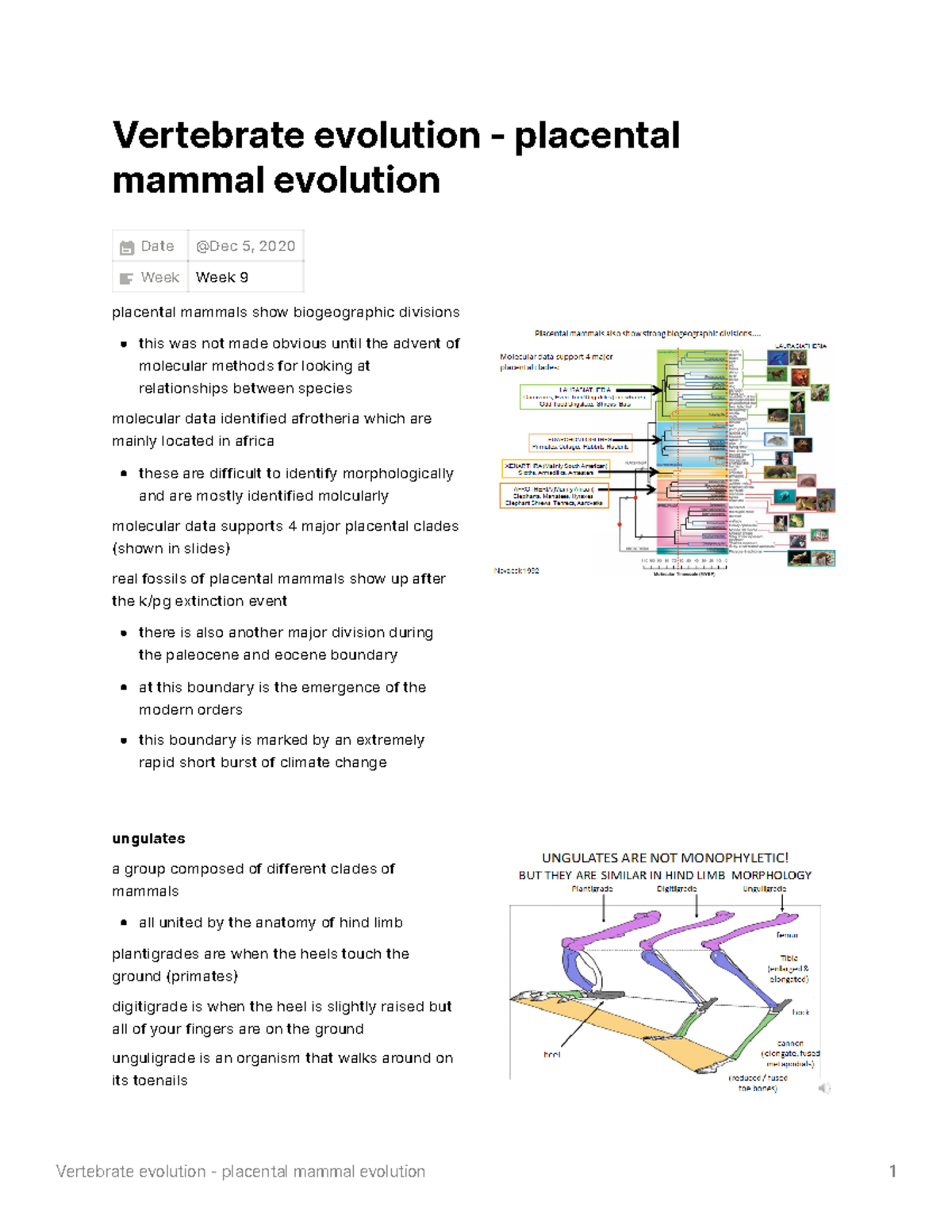 Vertebrate evolution - placental mammal evolution - Vertebrate ...