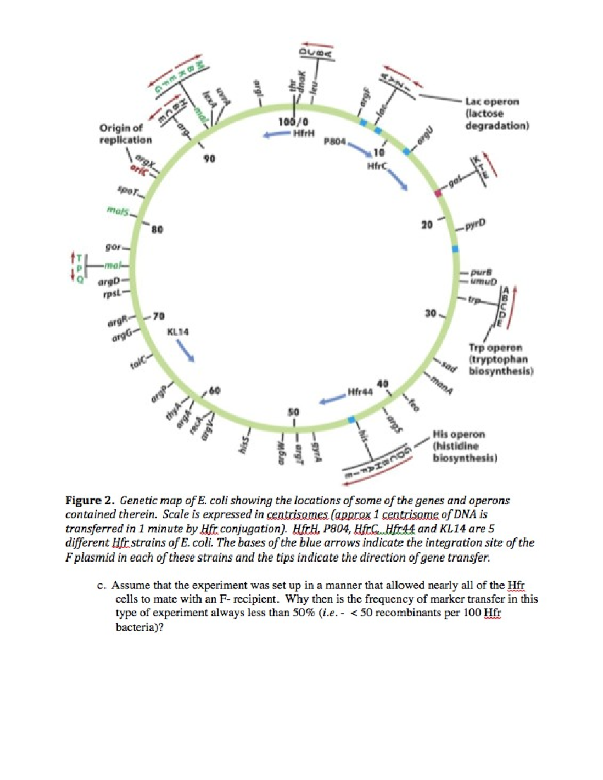 E. coli DH5a - E. coli DH5a - Genética Microbiana - Studocu