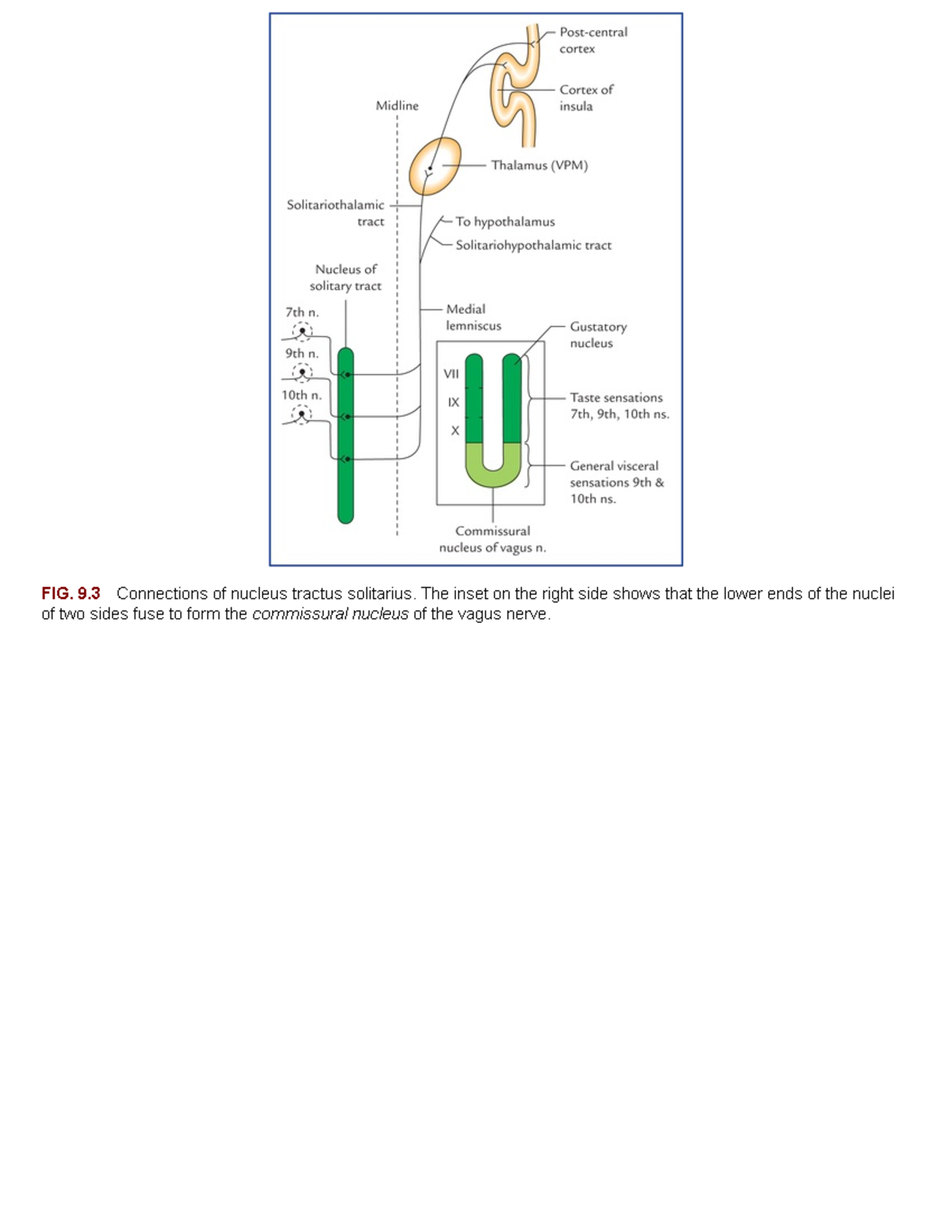 Vishram singh textbook of clinical neuroanatomy 20 - FIG. 9 Connections ...
